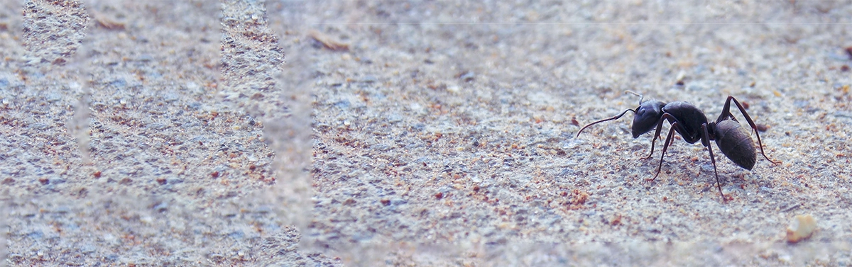 Commercial Ant Control Services | Victory Pest Solutions